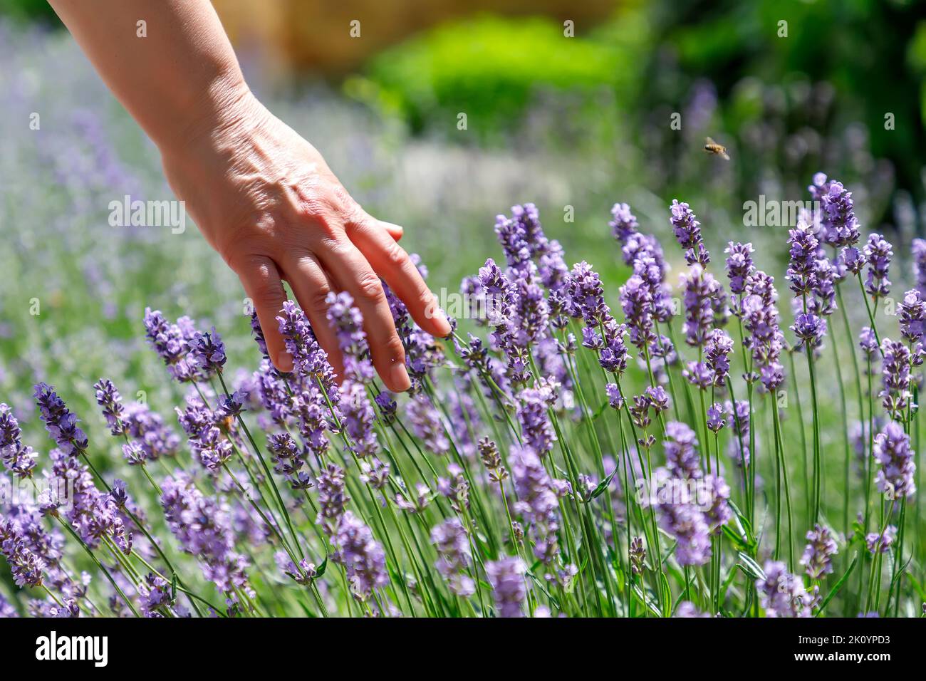 Hand touching lavender hi-res stock photography and images - Alamy