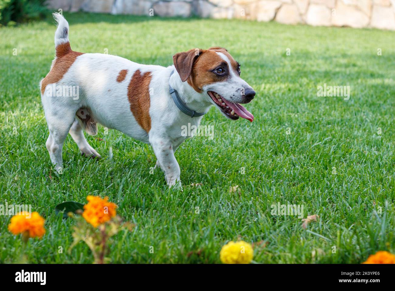 Puppy purebred Jack Russell Terrier, resting after playing in the ...