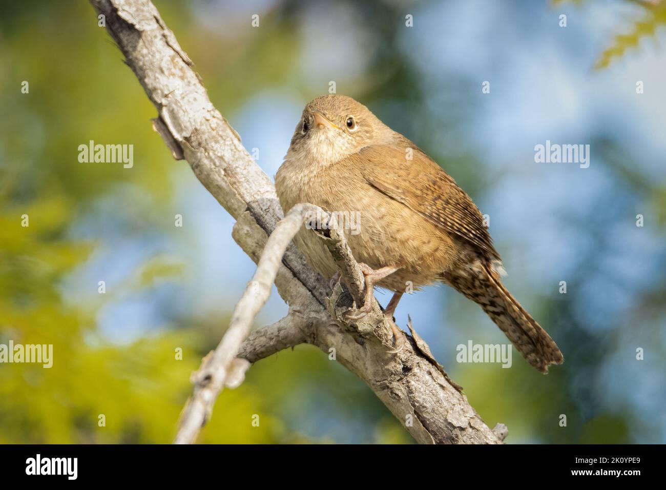Small House Wren making eye contact while perched on branch on an early ...
