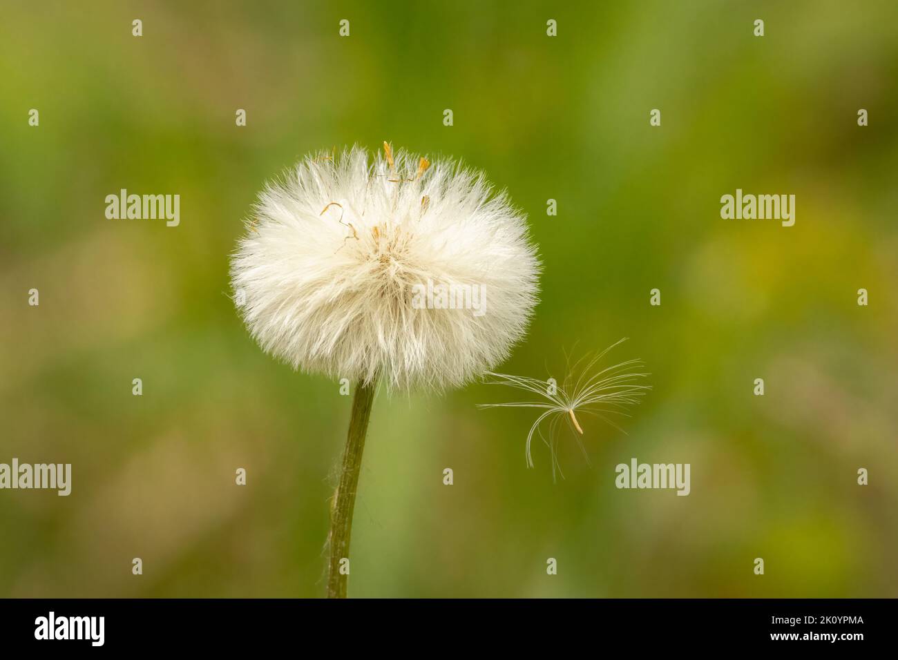 Coltsfoot flower with seed departing with its pappus Stock Photo - Alamy
