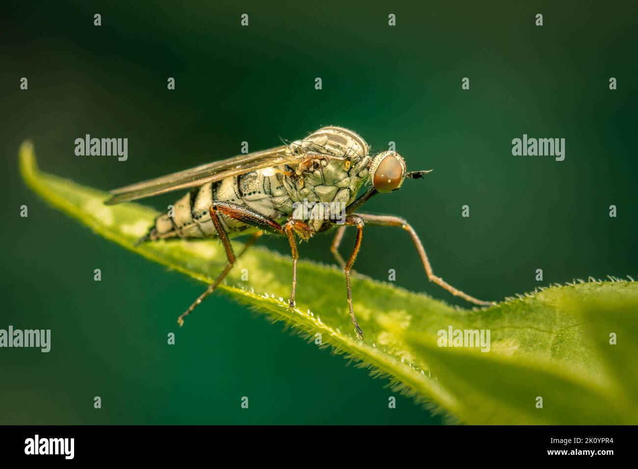 Small predatory fly resting on a grapevine leaf with green blurred ...