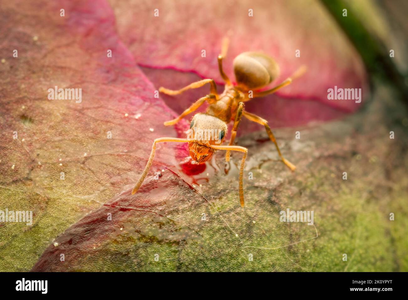 Small ant drinking nectar on a peoni blossom Stock Photo - Alamy