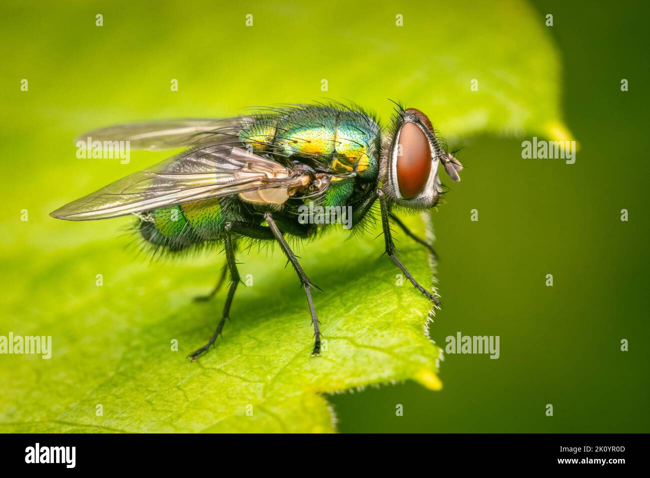 Green bottle fly resting on a green leaf Stock Photo - Alamy