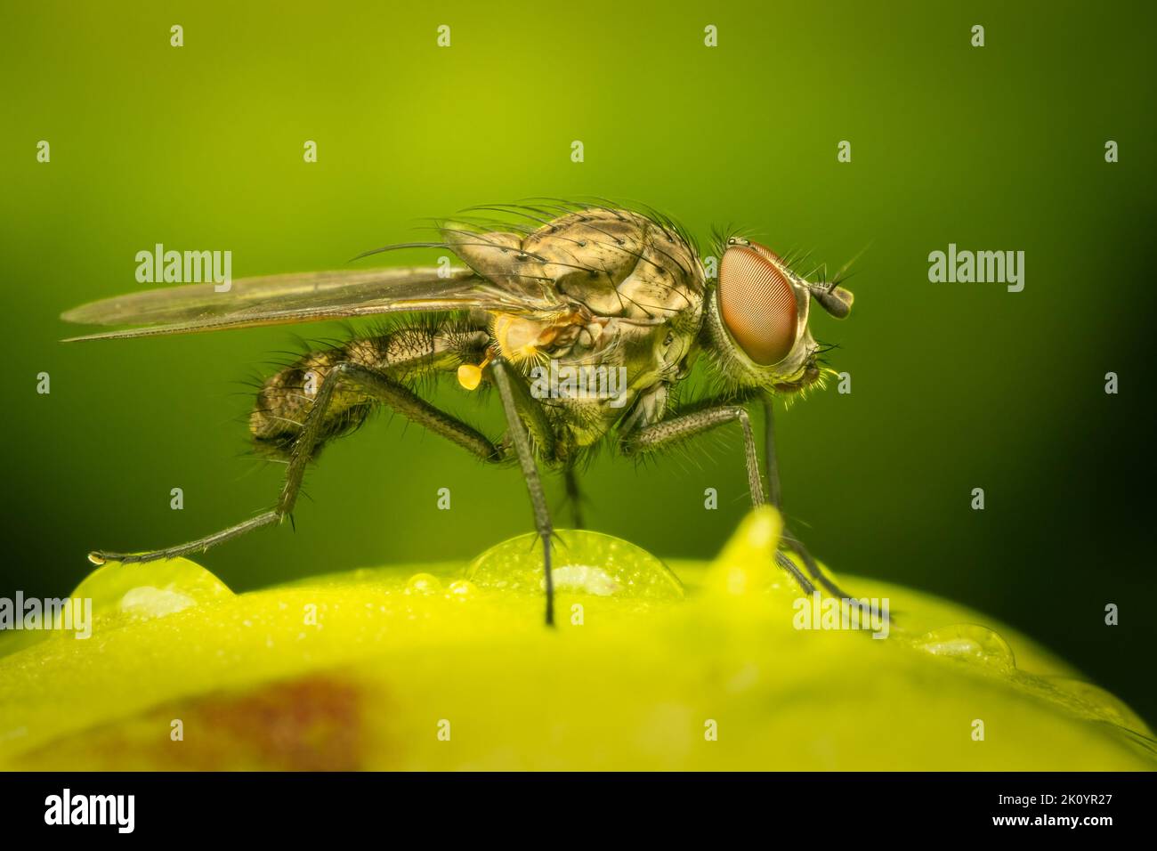 Fly resting on a peony bud on a spring morning with blurred green ...