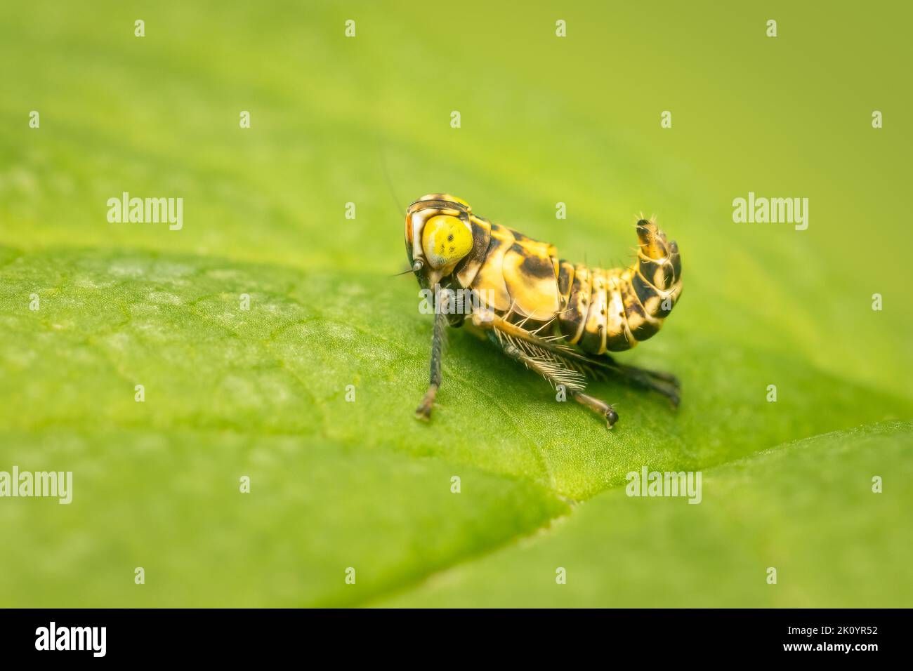 Tiny leafhopper nymph resting on a green leaf Stock Photo - Alamy