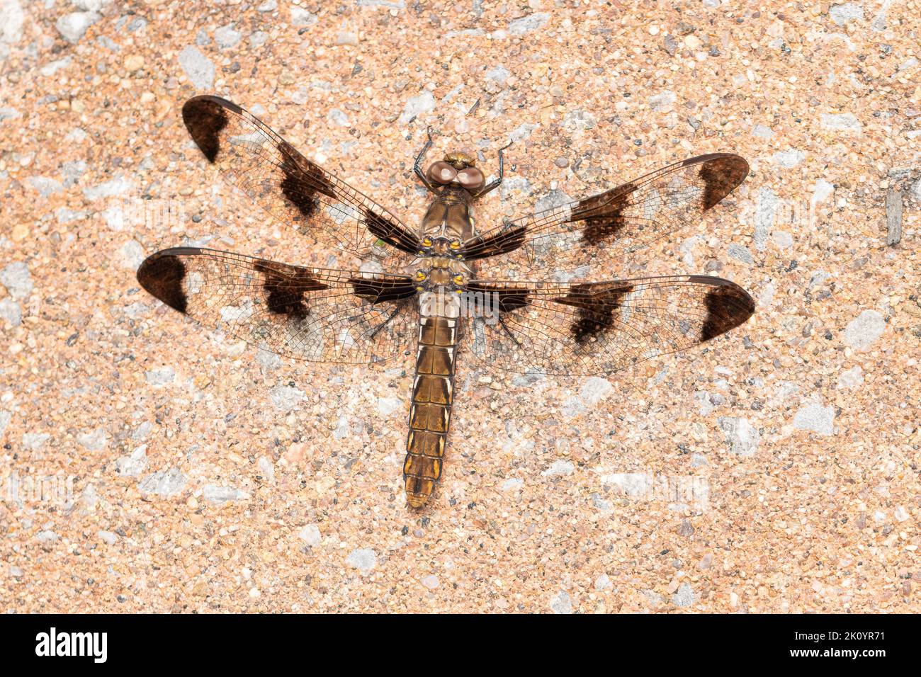 Female long-tailed skimmer dragonfly resting on my patio Stock Photo ...
