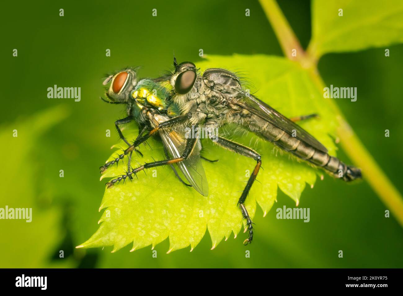 Robber fly feeding on another fly while resting on a green leaf Stock ...