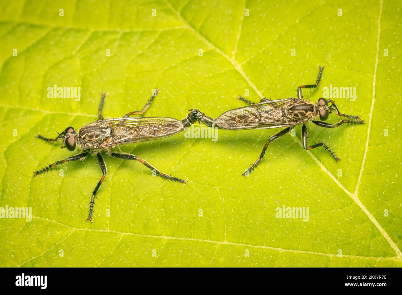 Robber flies hi-res stock photography and images - Alamy