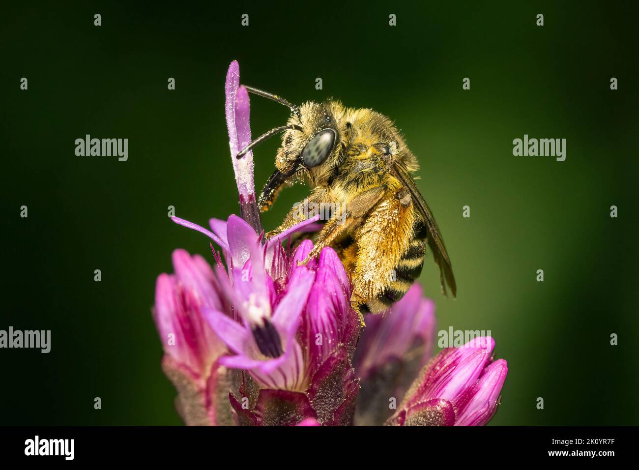 Small solitary bee gathering pollen on a liatris flower with copy space ...