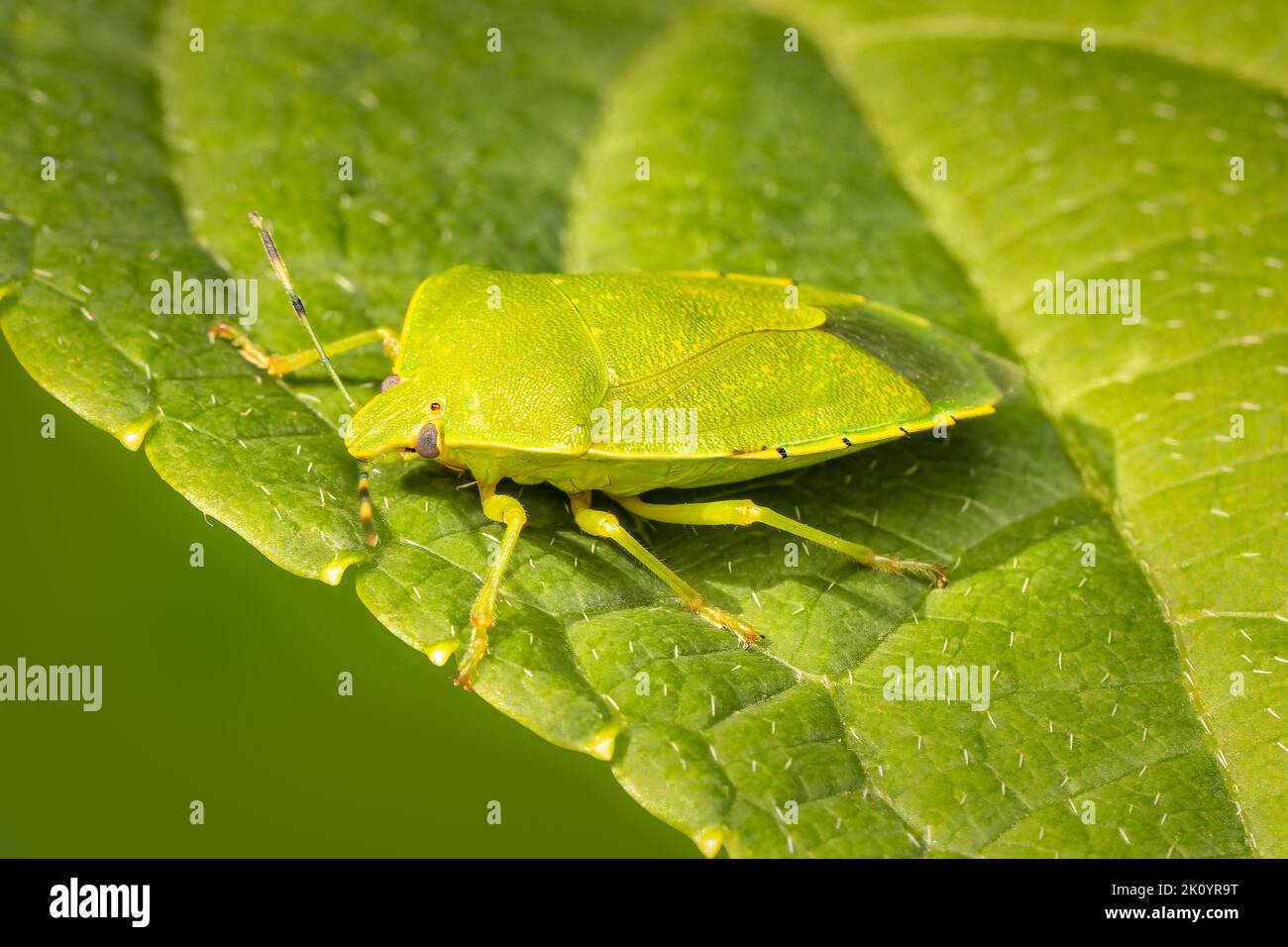 Small green stink bug resting on a leaf Stock Photo - Alamy
