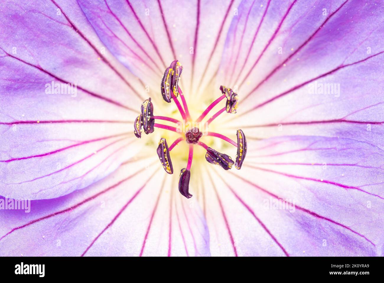 Wild geranium yellow seed hi-res stock photography and images - Alamy