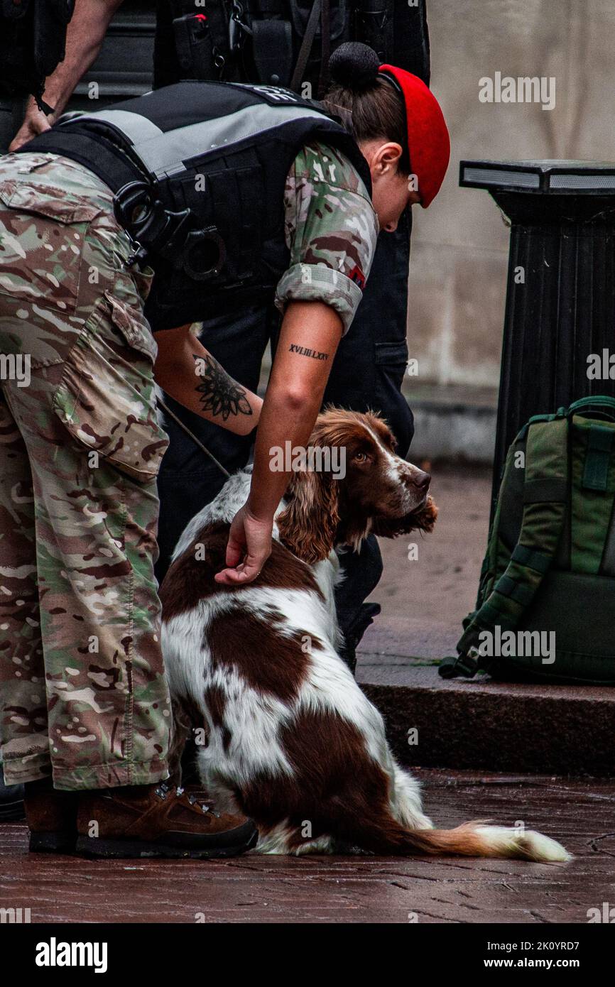 Do Military Dogs Go Home With Their Handlers