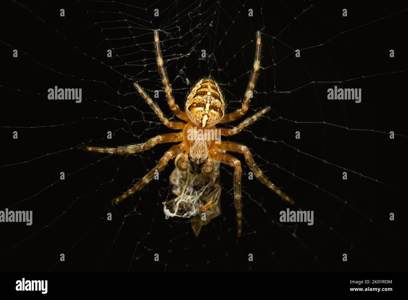 Cross orbweaver spider webbibg its prey on a dark background Stock ...