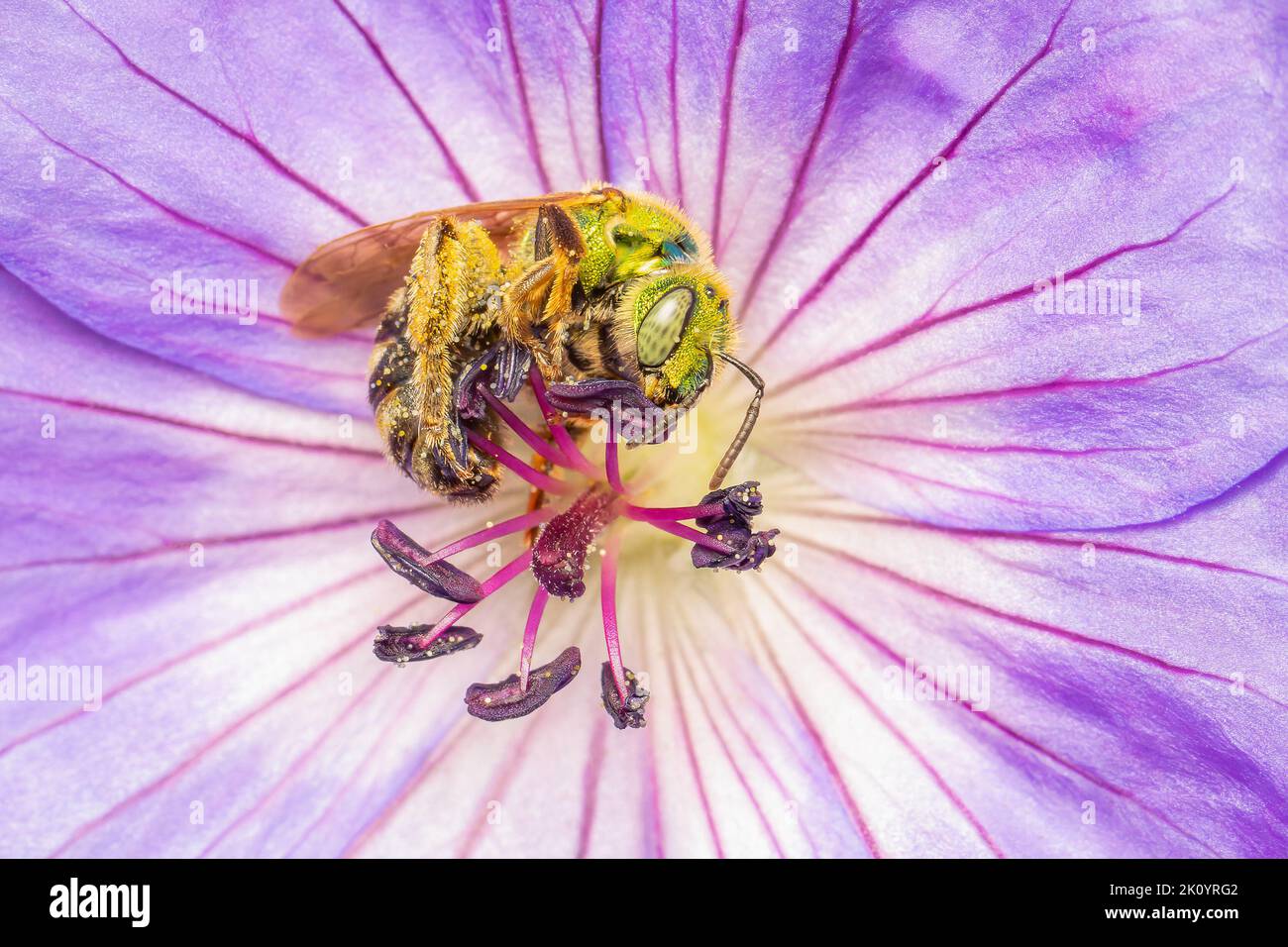Small solitary bee gathering pollen on a geranium flower Stock Photo ...
