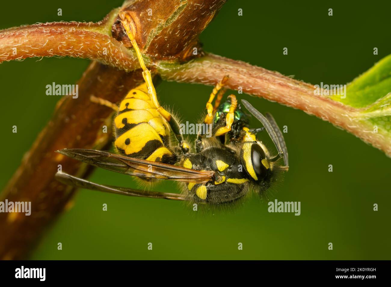 Wasp hanging while slicing its prey on a blurred green background Stock ...