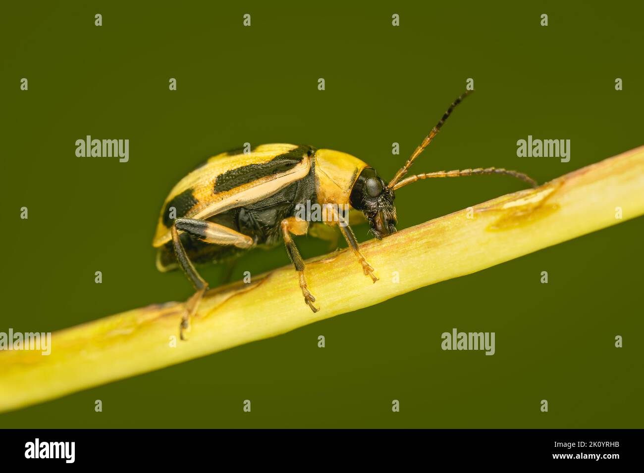 Squash plant cucumber beetle hi-res stock photography and images - Alamy