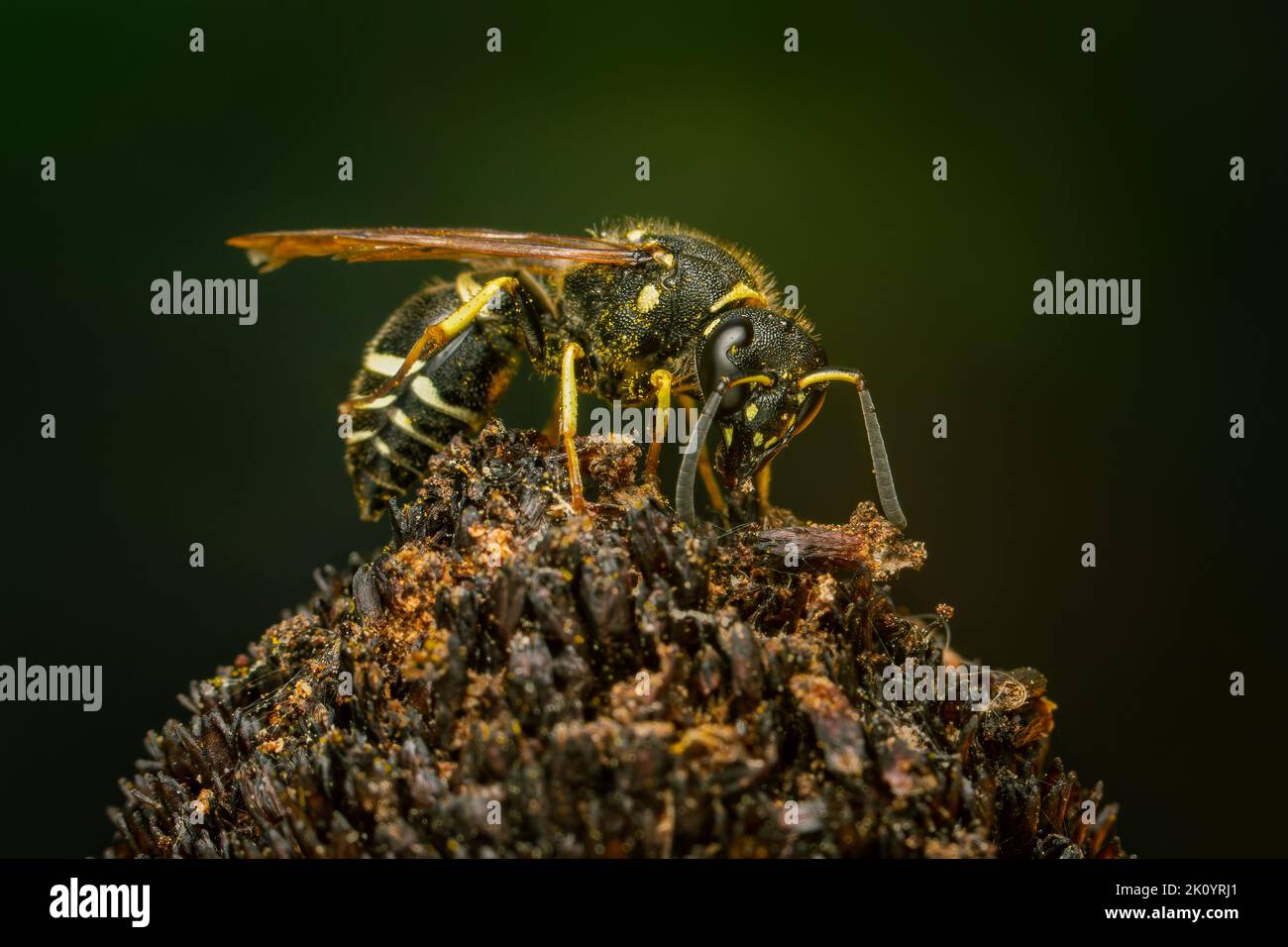 Small wasp foraging for larvae on a rudbeckia flower Stock Photo - Alamy