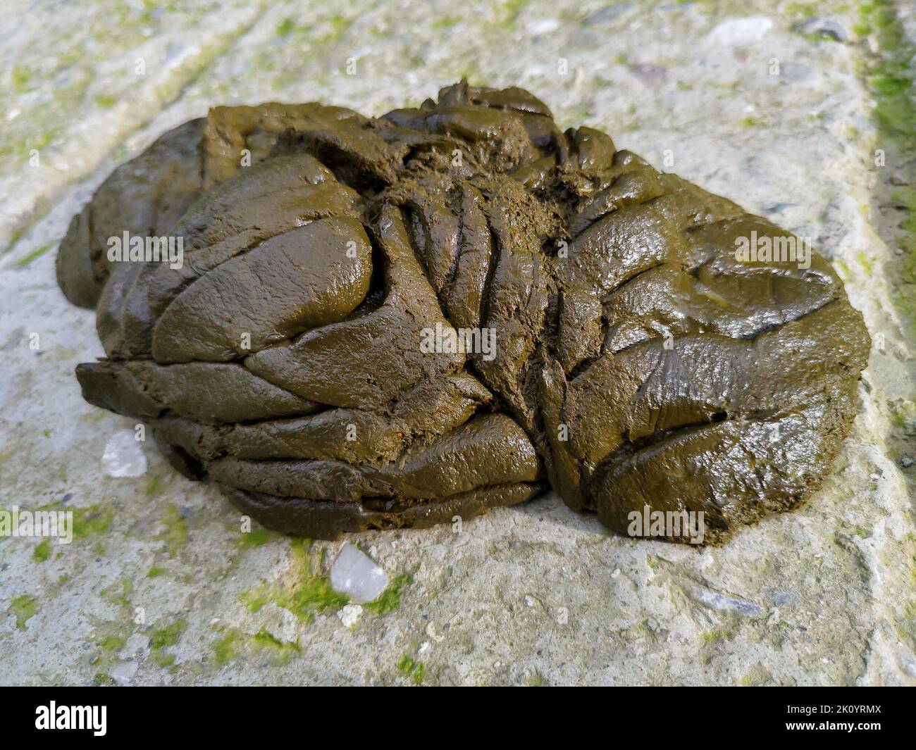 A close up shot of fresh cow dung in the forest. Uttarakhand India ...
