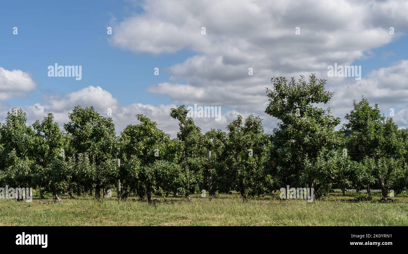 Rows of apple trees with a blue sky background at orchard in Lancaster ...