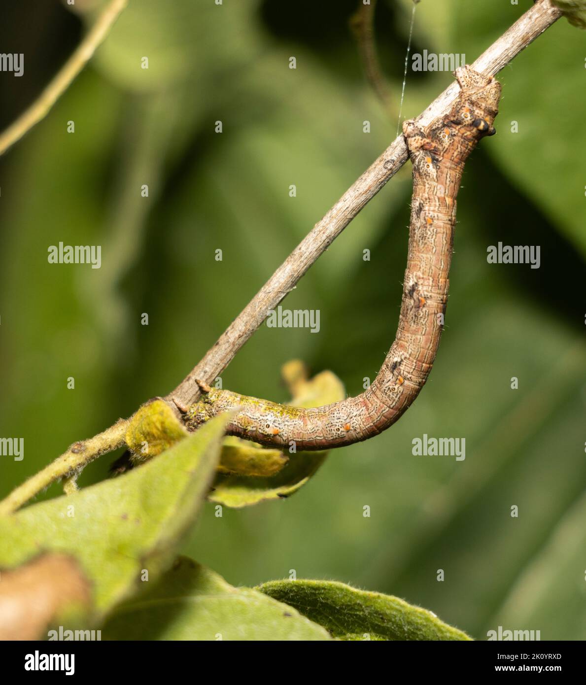 The caterpillar of the ObliquePeacock moth is a classic 'inchworm' or ...