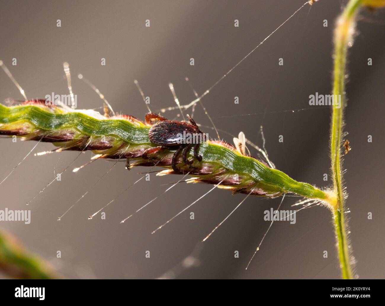 Ioxodida hi-res stock photography and images - Alamy