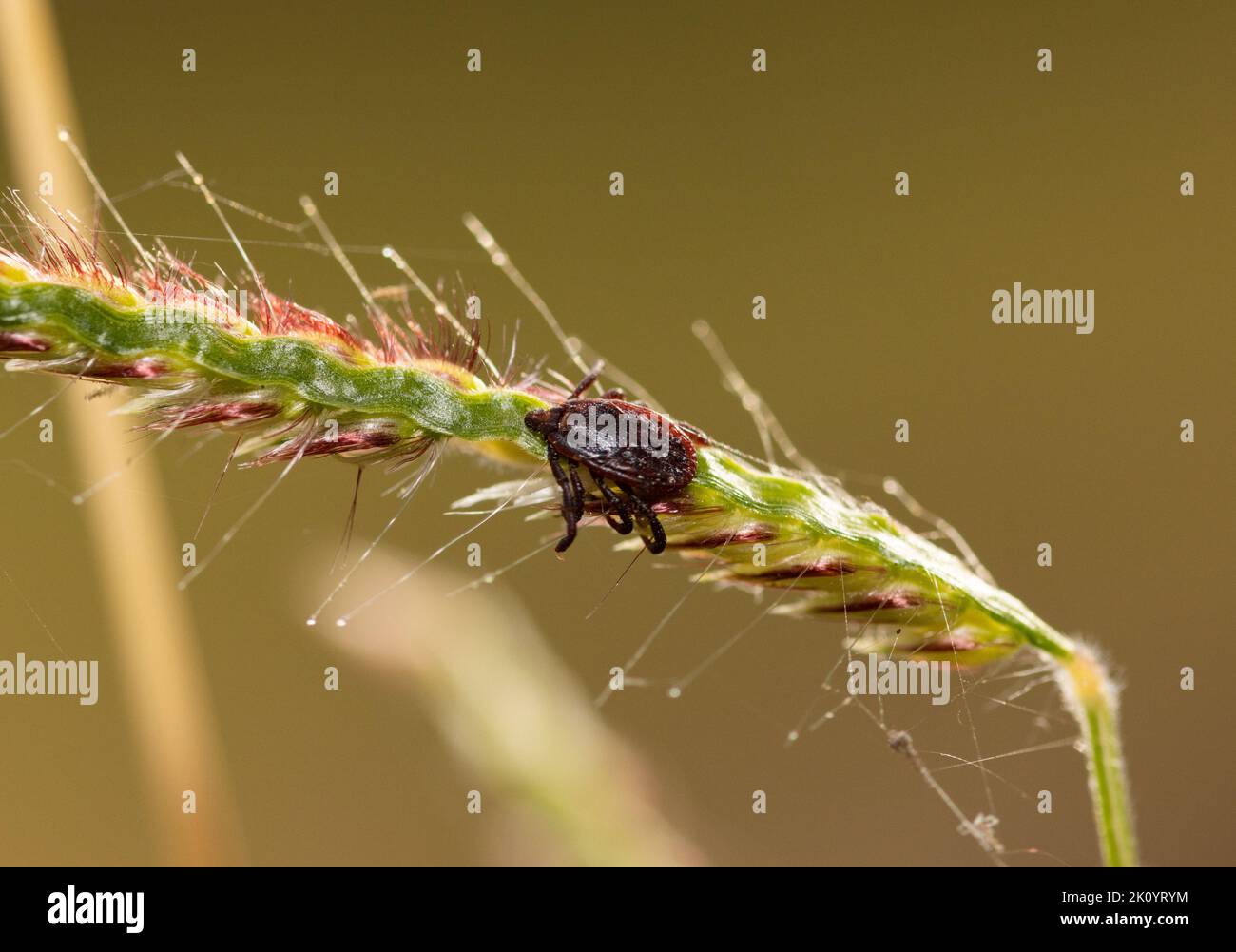 Ticks are small Arachnids related to mites. They are parasitic and rely ...