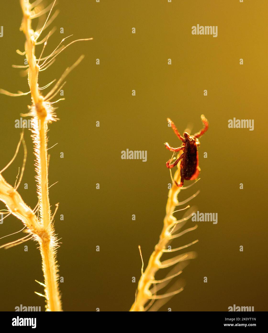 Ticks are small Arachnids related to mites. They are parasitic and rely ...