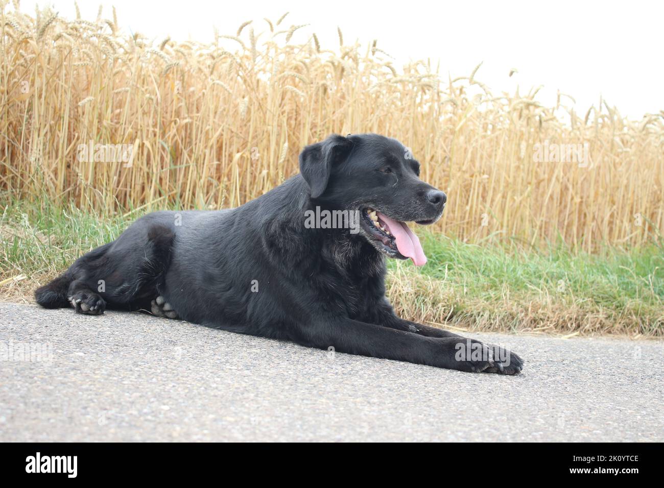 Black Labrador Retriever photography. Pet in the Nature. Daylight ...