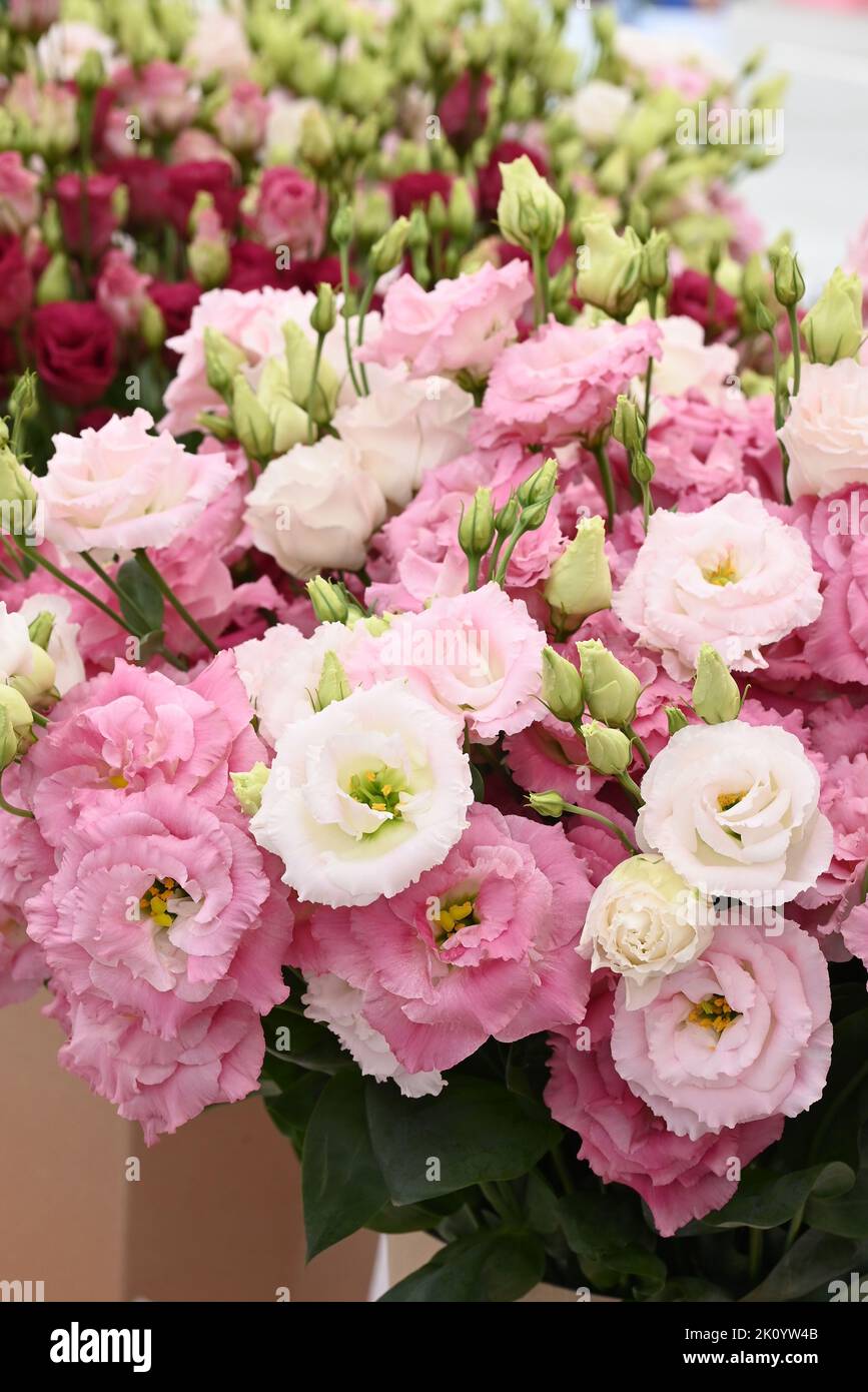 Eustoma russellianum hi-res stock photography and images - Alamy