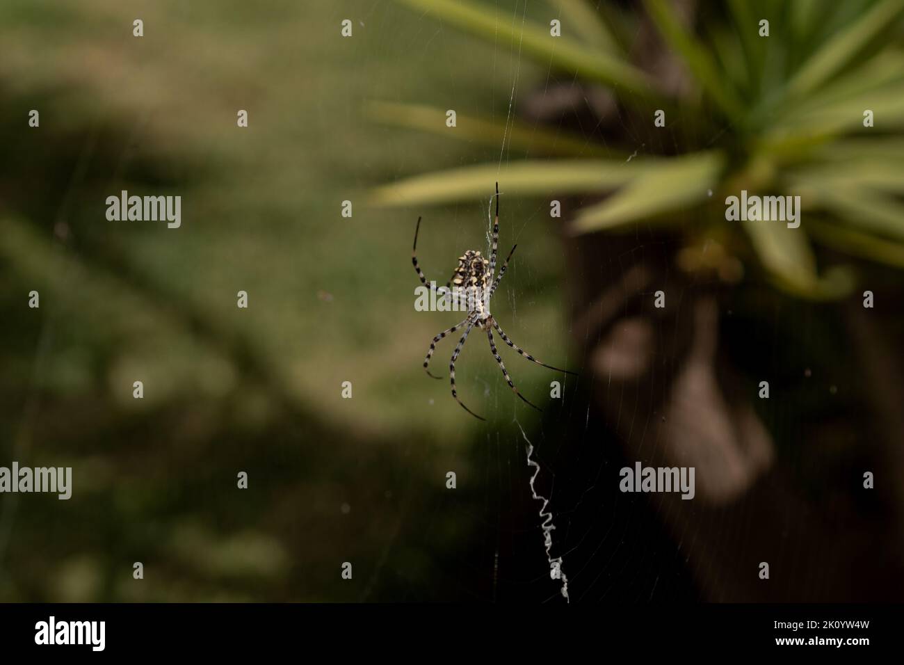 Large spider weaving spider web in the garden. tiger spider argiope ...