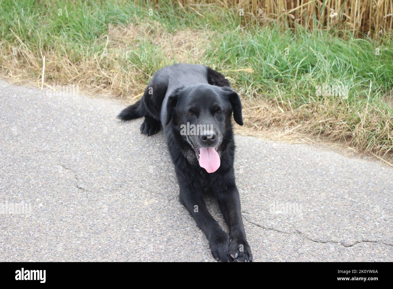 Black Labrador Retriever photography. Pet in the Nature. Daylight ...