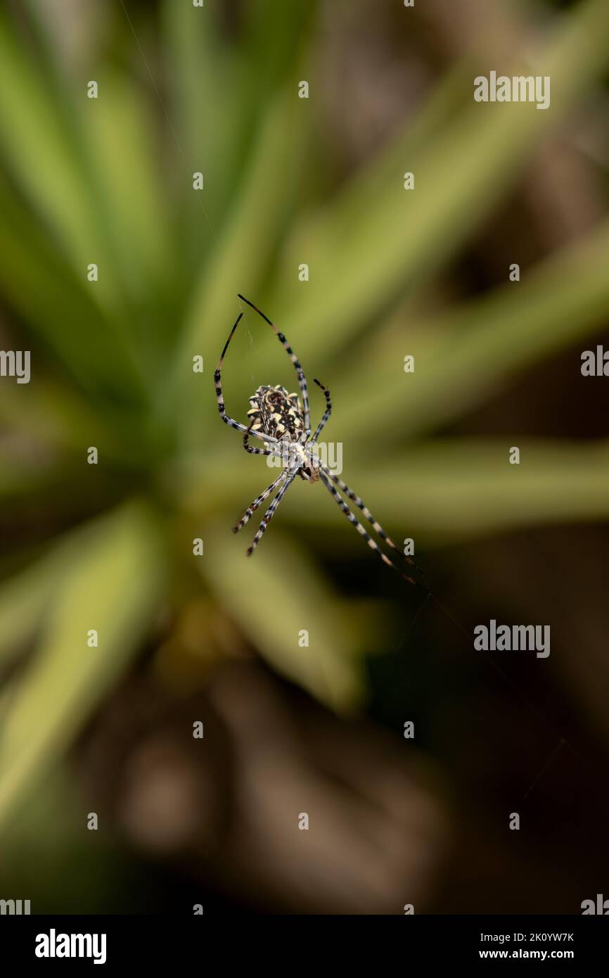 Large spider weaving spider web in the garden. tiger spider argiope ...