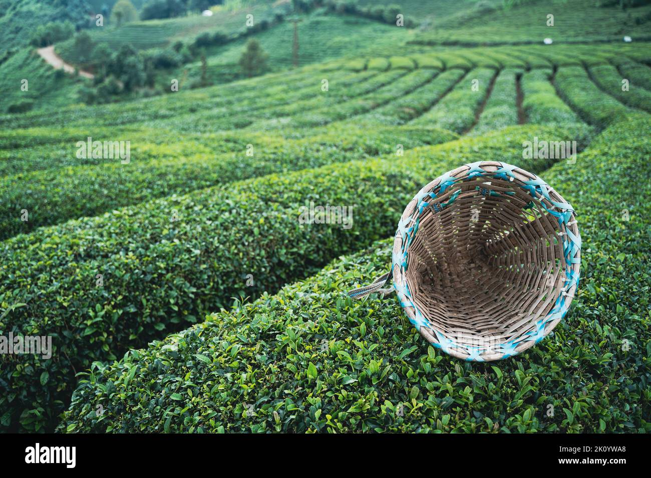 çayeli tea hi-res stock photography and images - Alamy