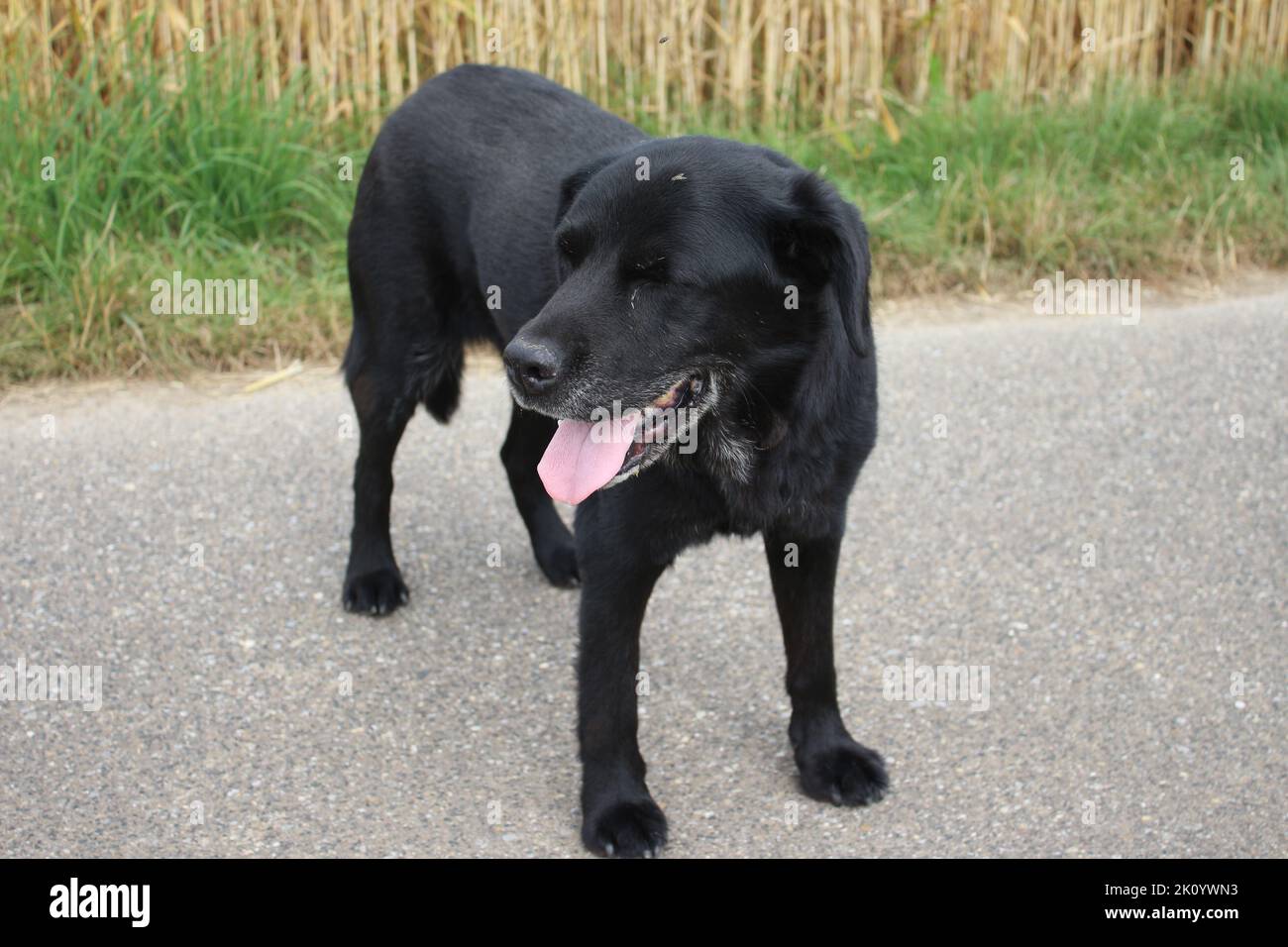 Black Labrador Retriever photography. Pet in the Nature. Daylight ...