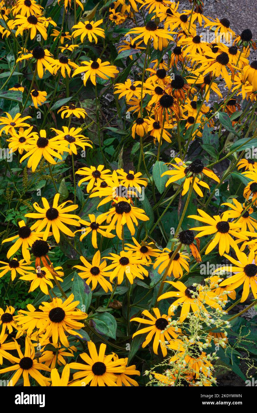 A patch of Black-Eyed Susan flowers in a suburban garden, Will County ...