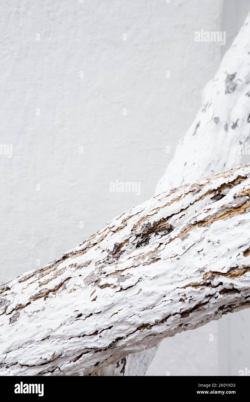 Wallpaper with natural frame. Textured wall surrounded by white tree ...