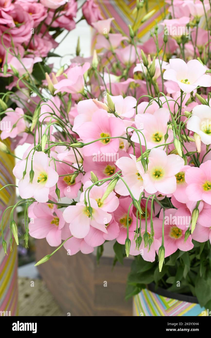 Eustoma russellianum hi-res stock photography and images - Alamy