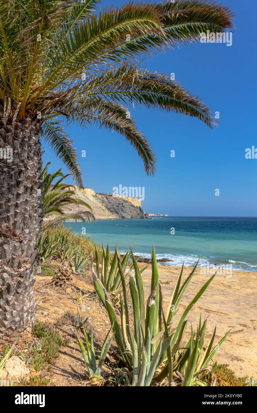 Coast of Luz beach, Lagos, Portugal. Palm trees, cactus and clear blue ...