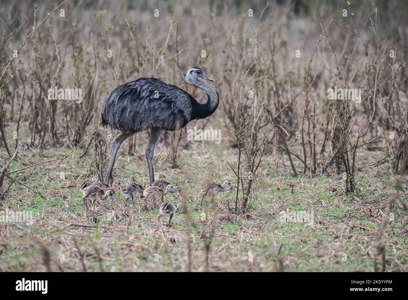 Greater Rhea with chicks, Rhea americana, Pantanal,Brazil Stock Photo ...