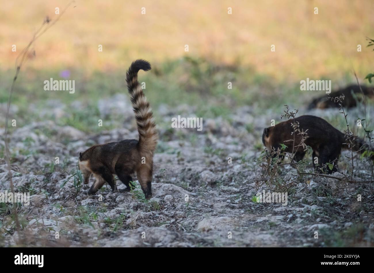 Ring tailed coati peru hi-res stock photography and images - Alamy
