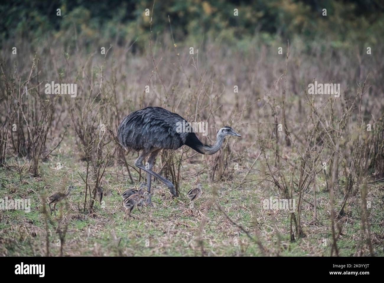 Greater Rhea with chicks, Rhea americana, Pantanal,Brazil Stock Photo ...