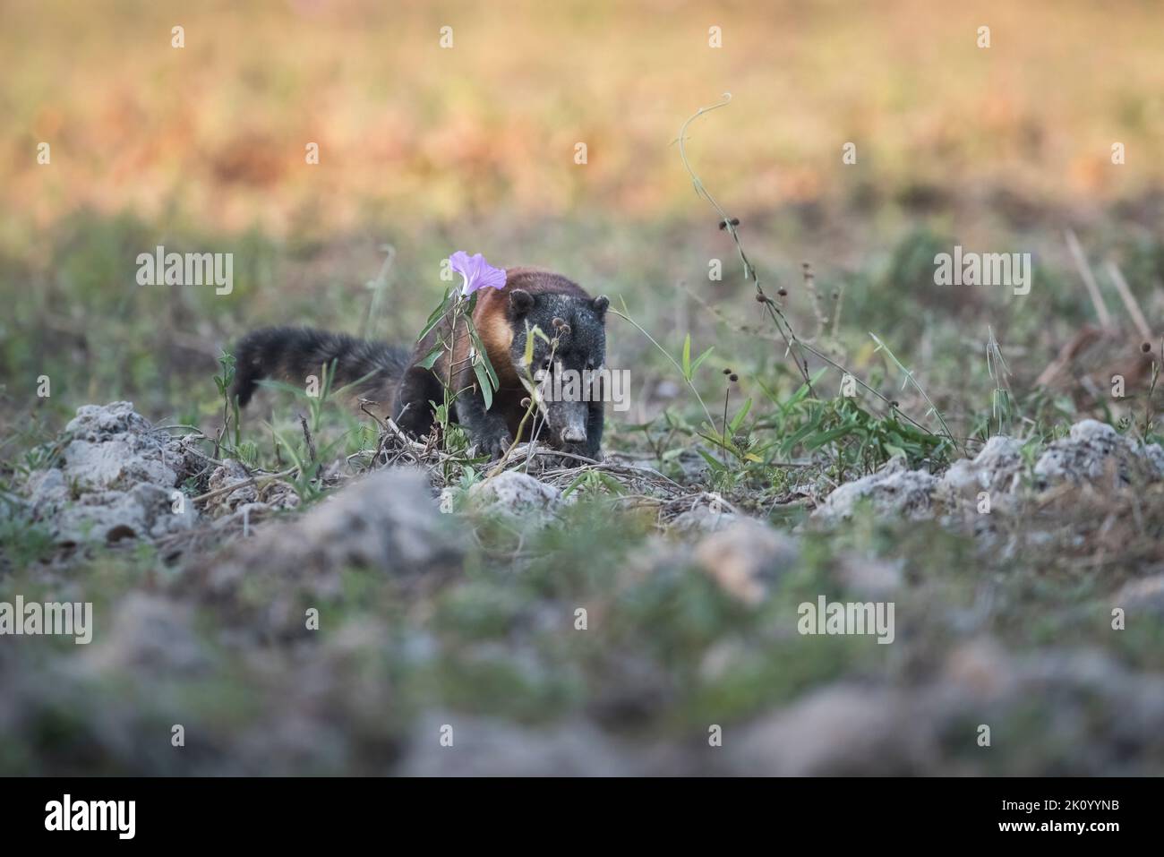 Ring tailed coati peru hi-res stock photography and images - Alamy