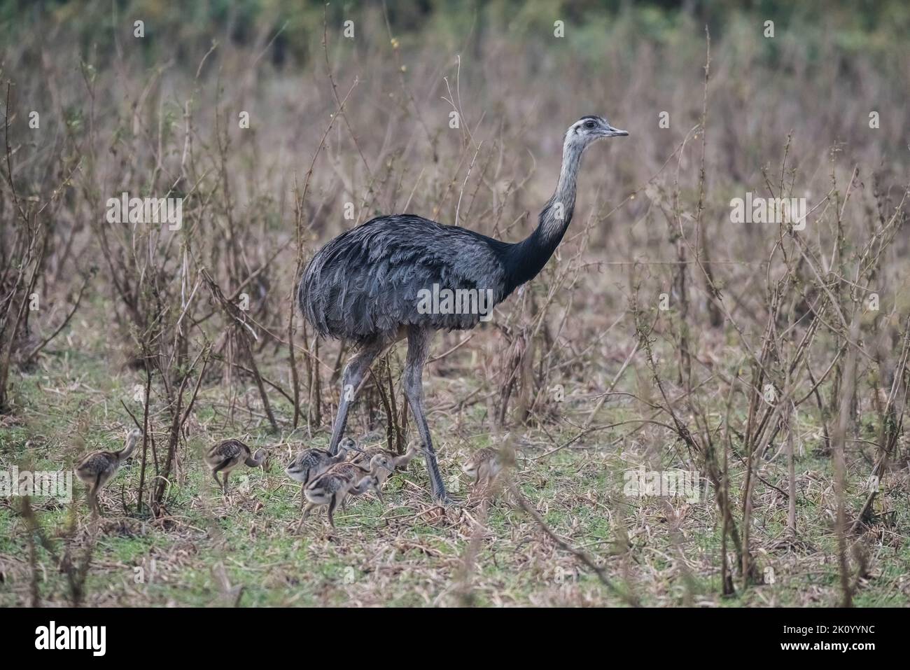 Greater Rhea with chicks, Rhea americana, Pantanal,Brazil Stock Photo - Alamy