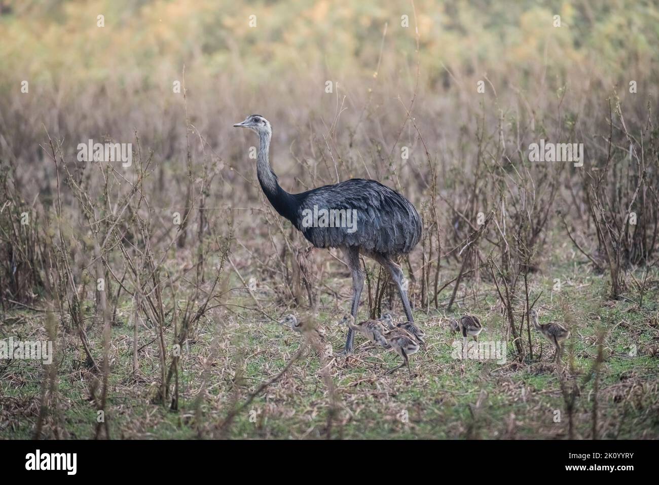 Greater Rhea with chicks, Rhea americana, Pantanal,Brazil Stock Photo - Alamy