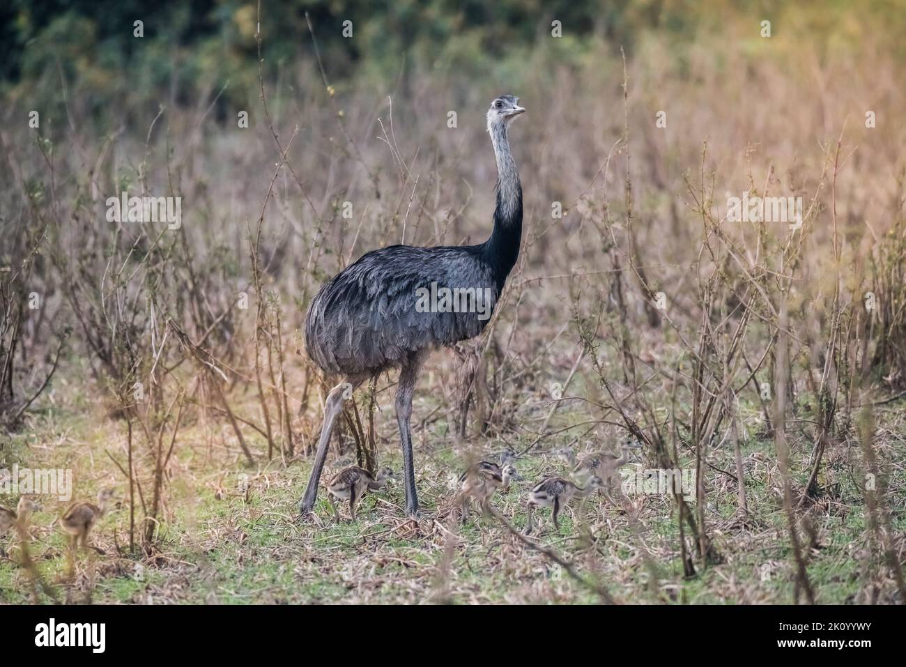 Greater Rhea with chicks, Rhea americana, Pantanal,Brazil Stock Photo ...