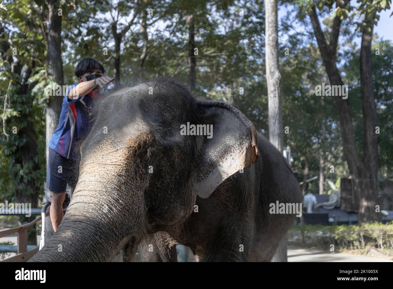 Elephant keeper washes elephant Chand Nuan at the Friends of the Asian ...