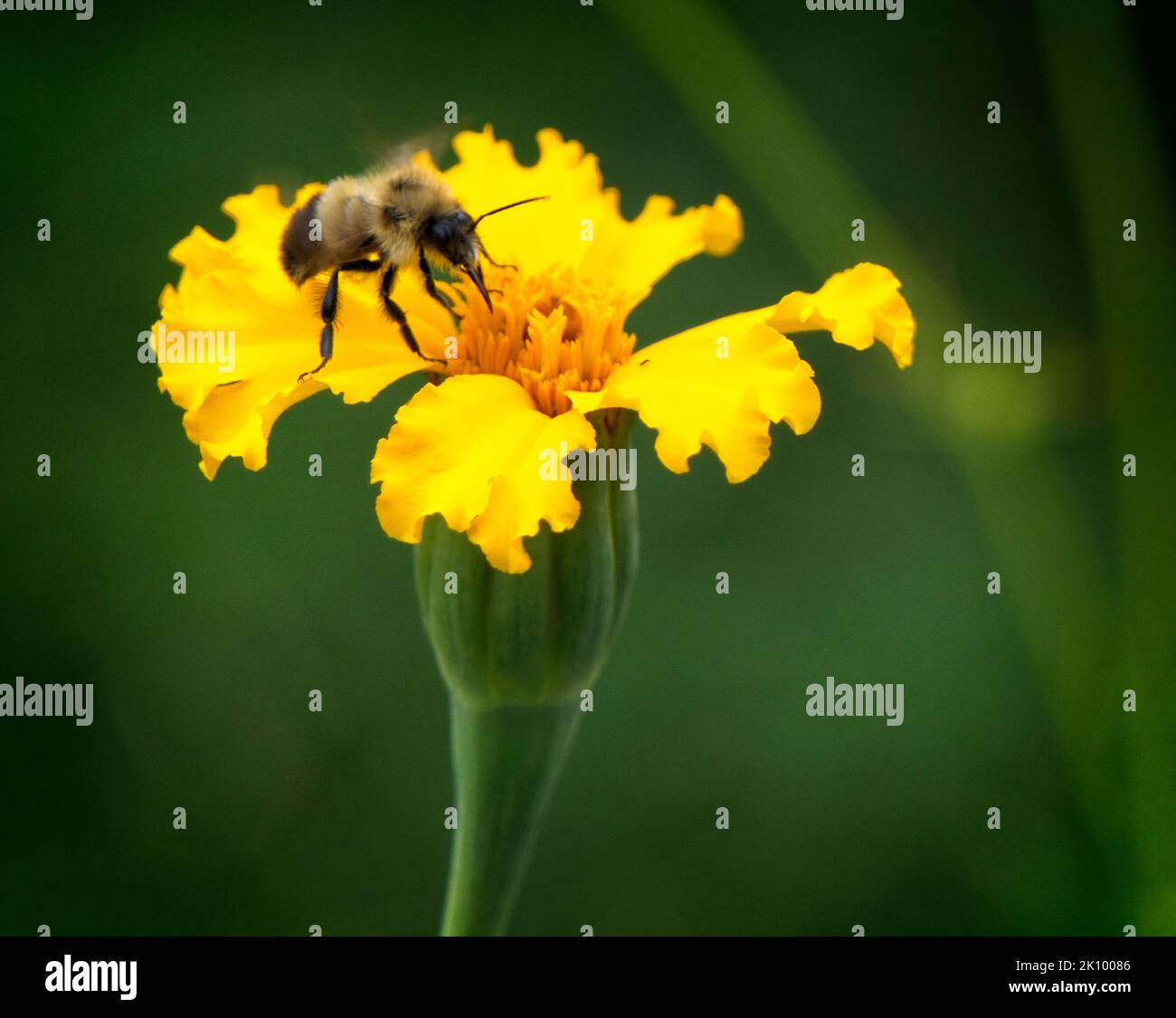 honey bee Kelowna BC Stock Photo - Alamy
