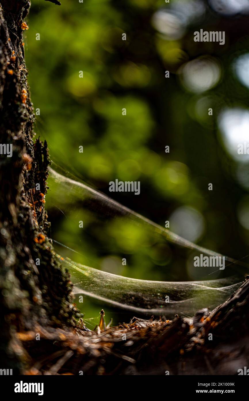 Cobwebs on branches close hi-res stock photography and images - Alamy