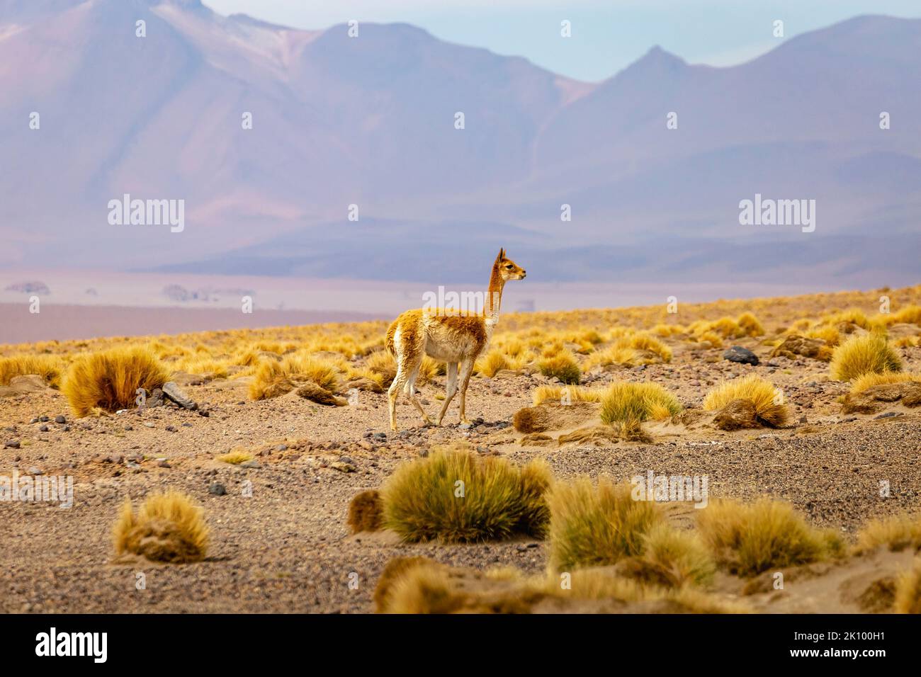 Guanaco Vicuna in the wild of Atacama Desert, Andes altiplano, Chile ...