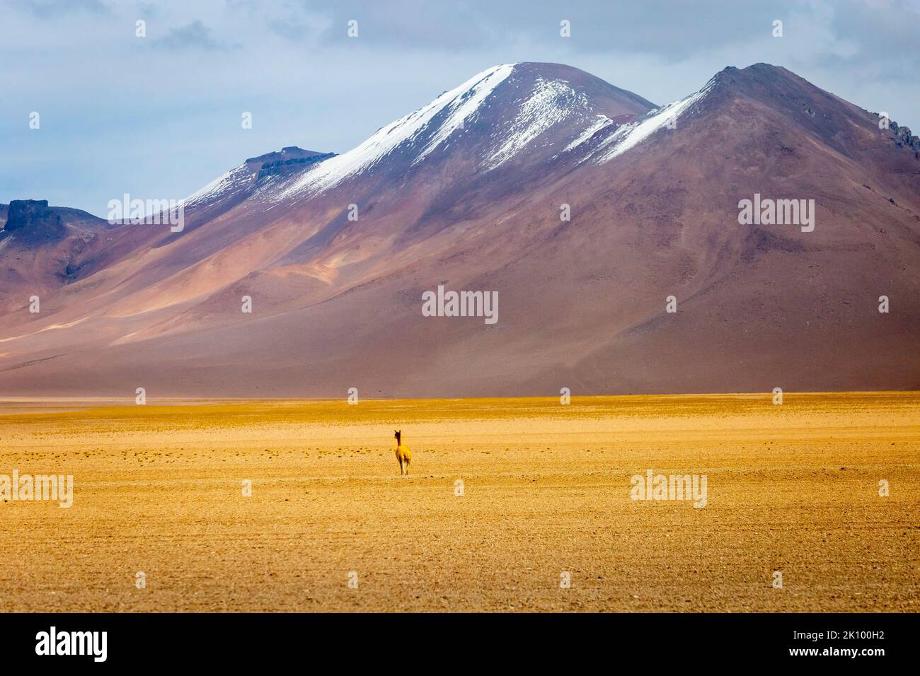 Guanaco Vicuna in the wild of Atacama Desert, Andes altiplano, Chile ...